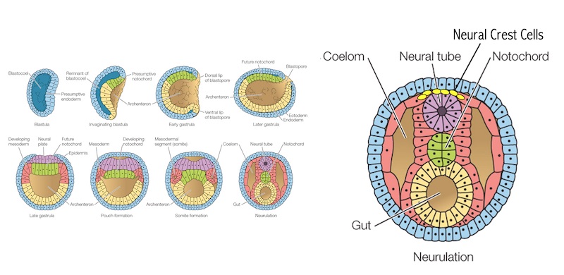 Your Dog’s Floppy Ears… Embryogenesis and Genetics – Science and Nature ...