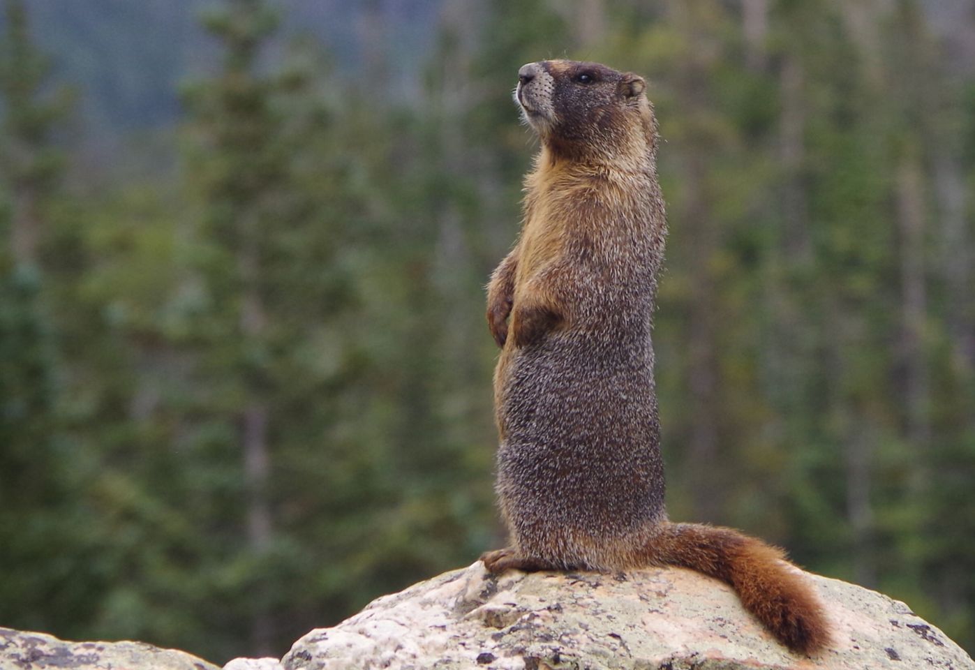 Happy Wojak Day – Science and Nature by JW Foltz